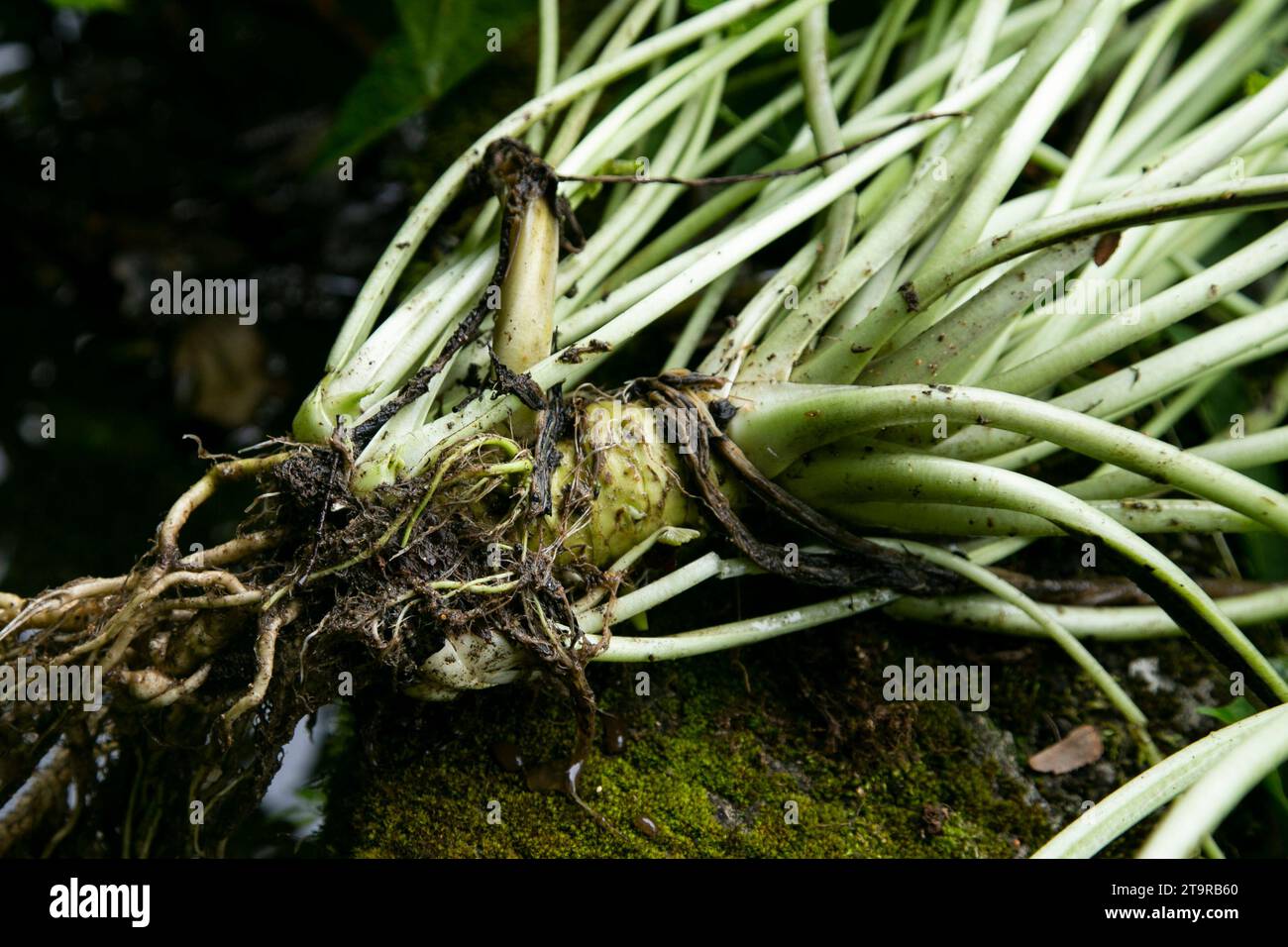 Organic and fresh Wasabi root in a farm in Shizuoka prefecture in Izu ...