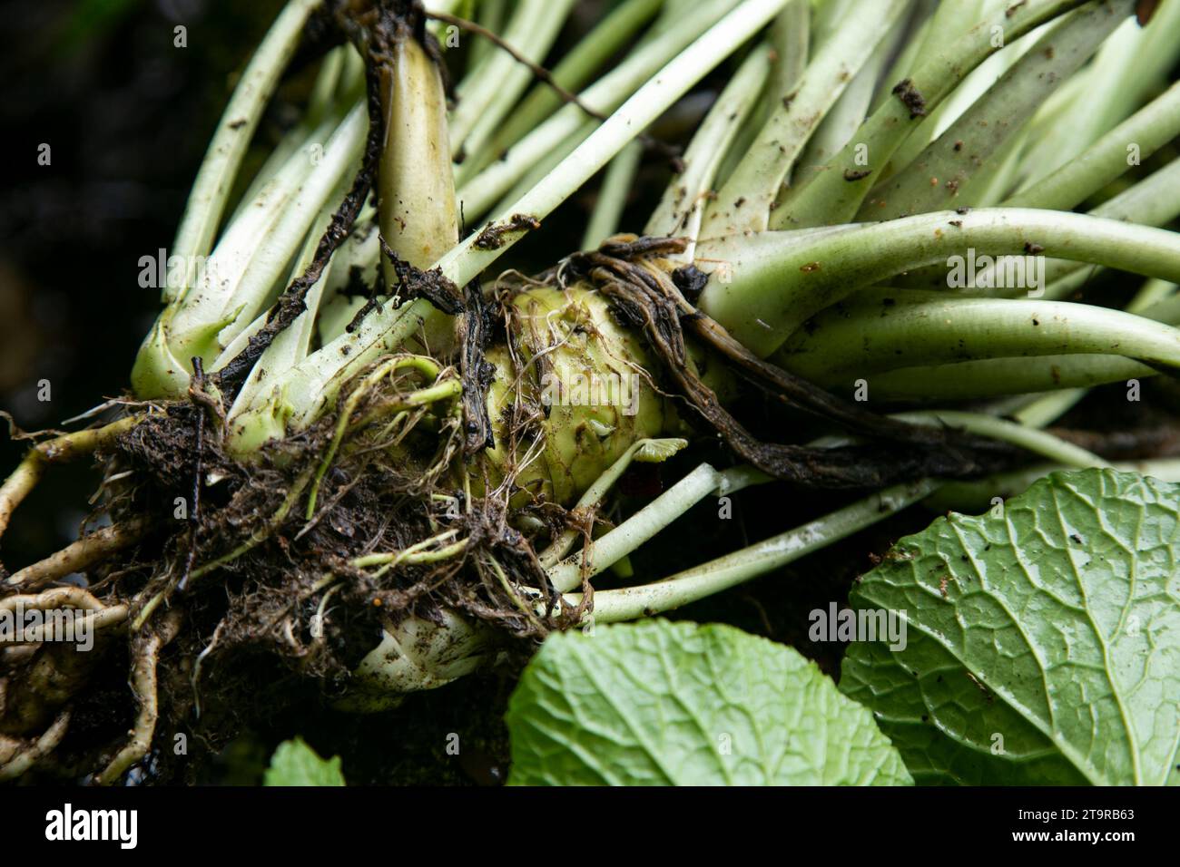 Organic and fresh Wasabi root in a farm in Shizuoka prefecture in Izu ...