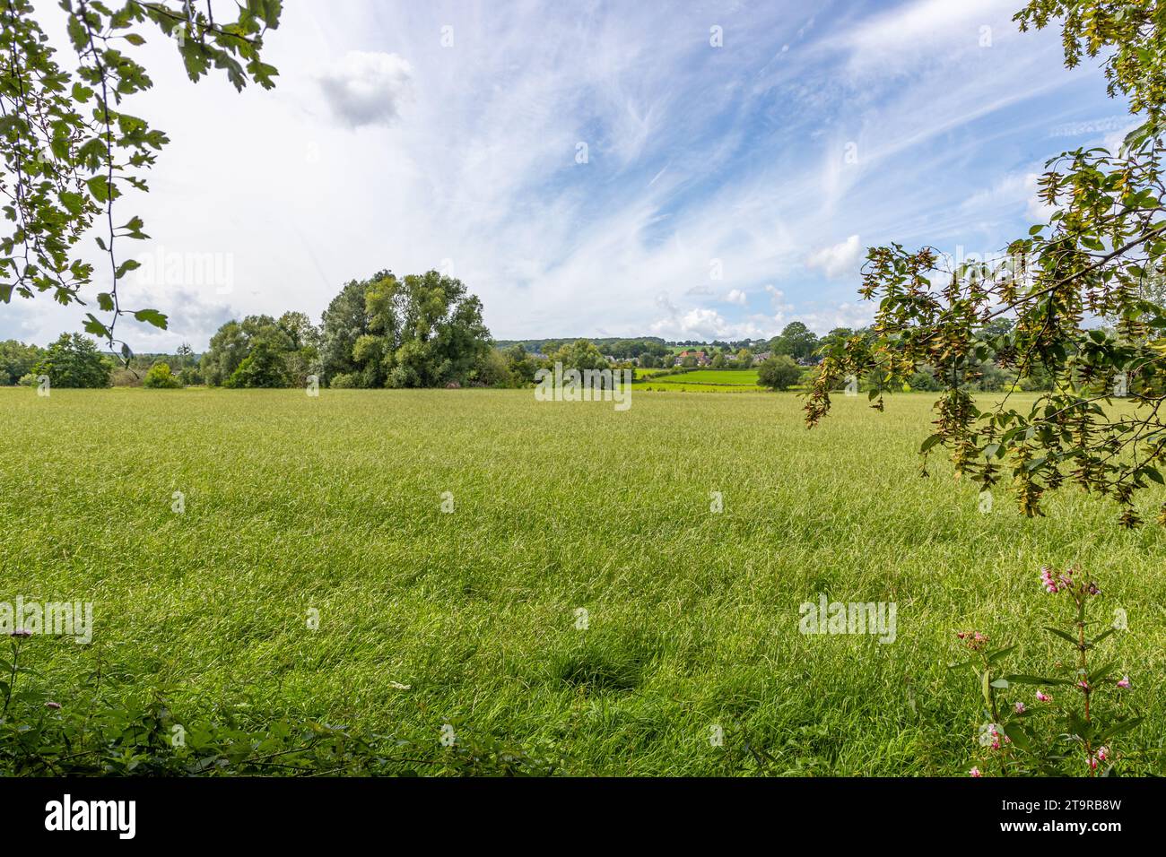 Dutch plain landscape with green grass, leafy trees, hills against ...