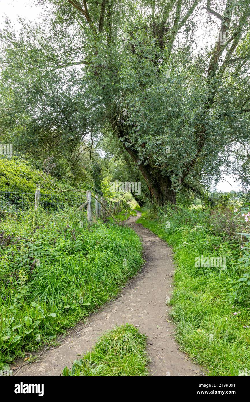 Fork on hiking trail between wild green grass, fence of wooden posts ...