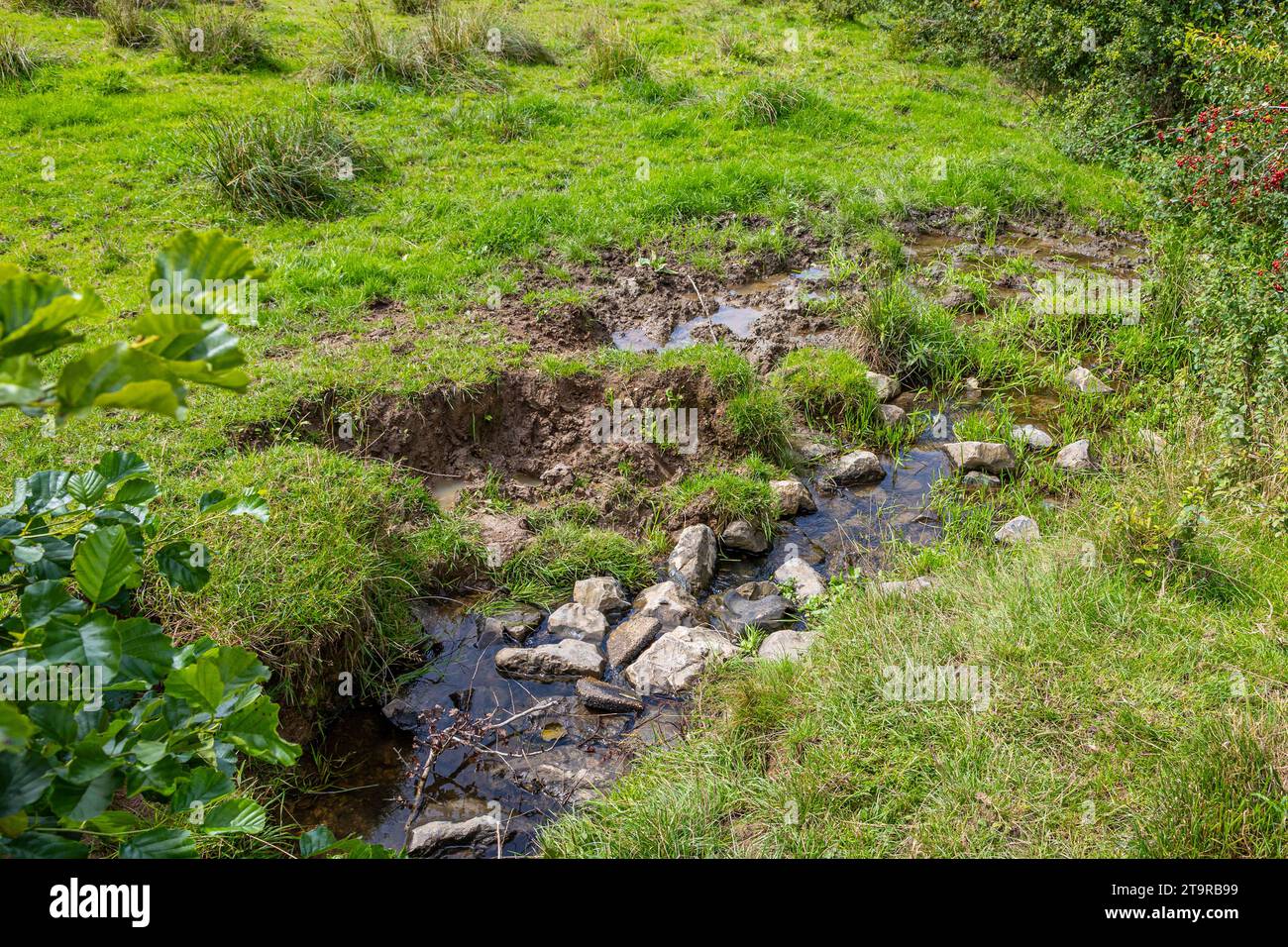 Wet scant hi-res stock photography and images - Alamy