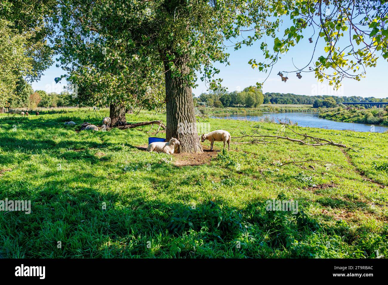 Flock of white sheep sheltering from sun under trees on plain next to ...