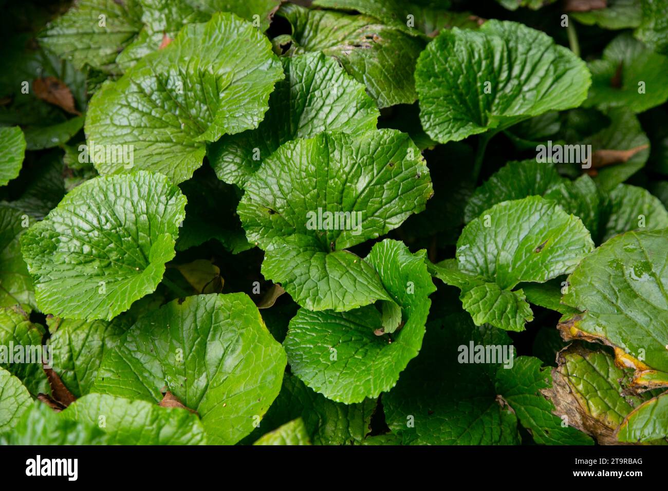 Wasabi farm. Fresh and organic Wasabi in fields and terraces in Idakaba ...