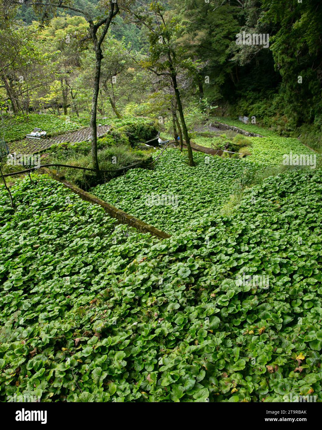 Wasabi farm. Fresh and organic Wasabi in fields and terraces in Idakaba ...