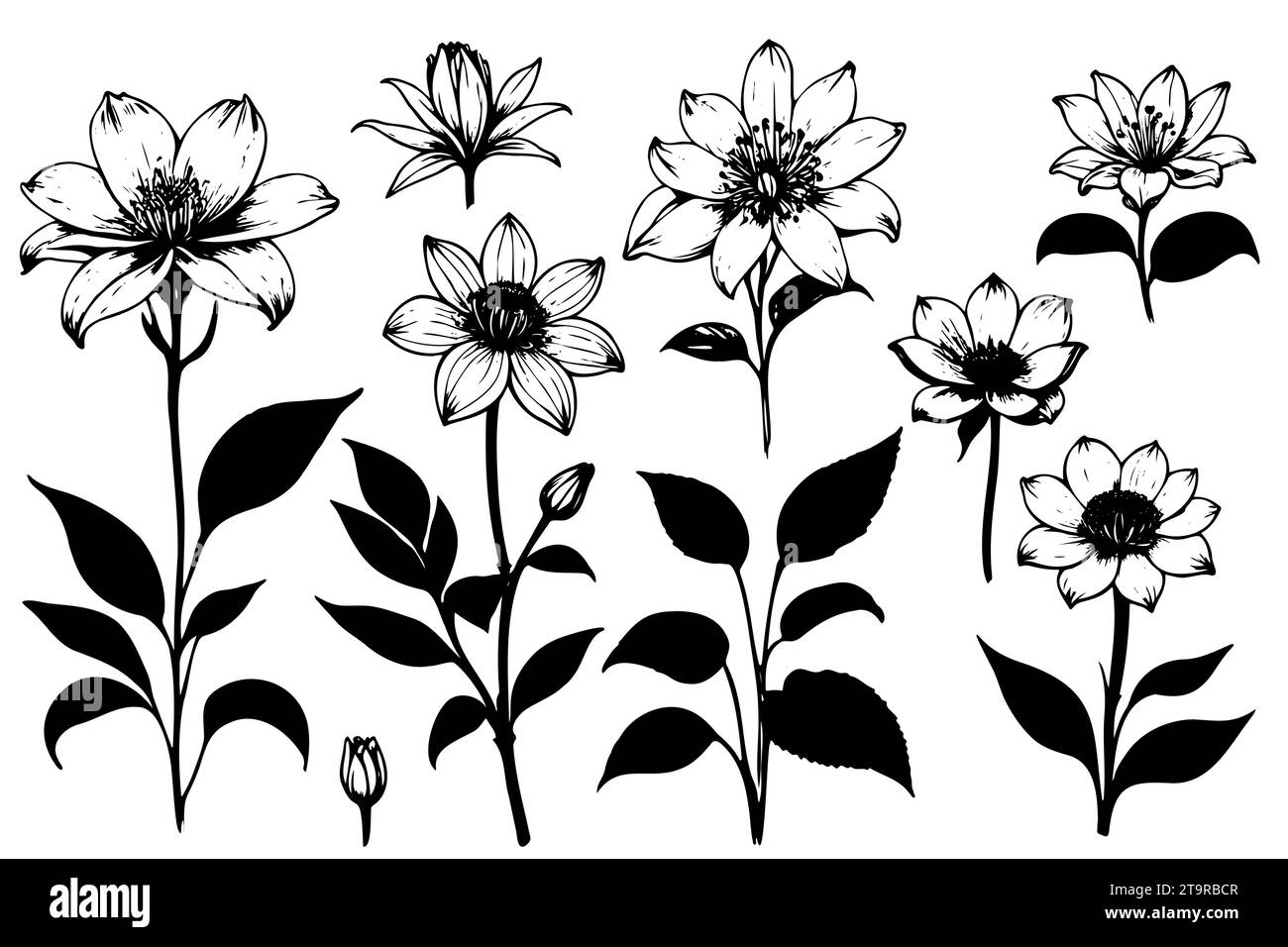 Set sketch floral elements. Flower and leaves. Wedding concept flowers ...