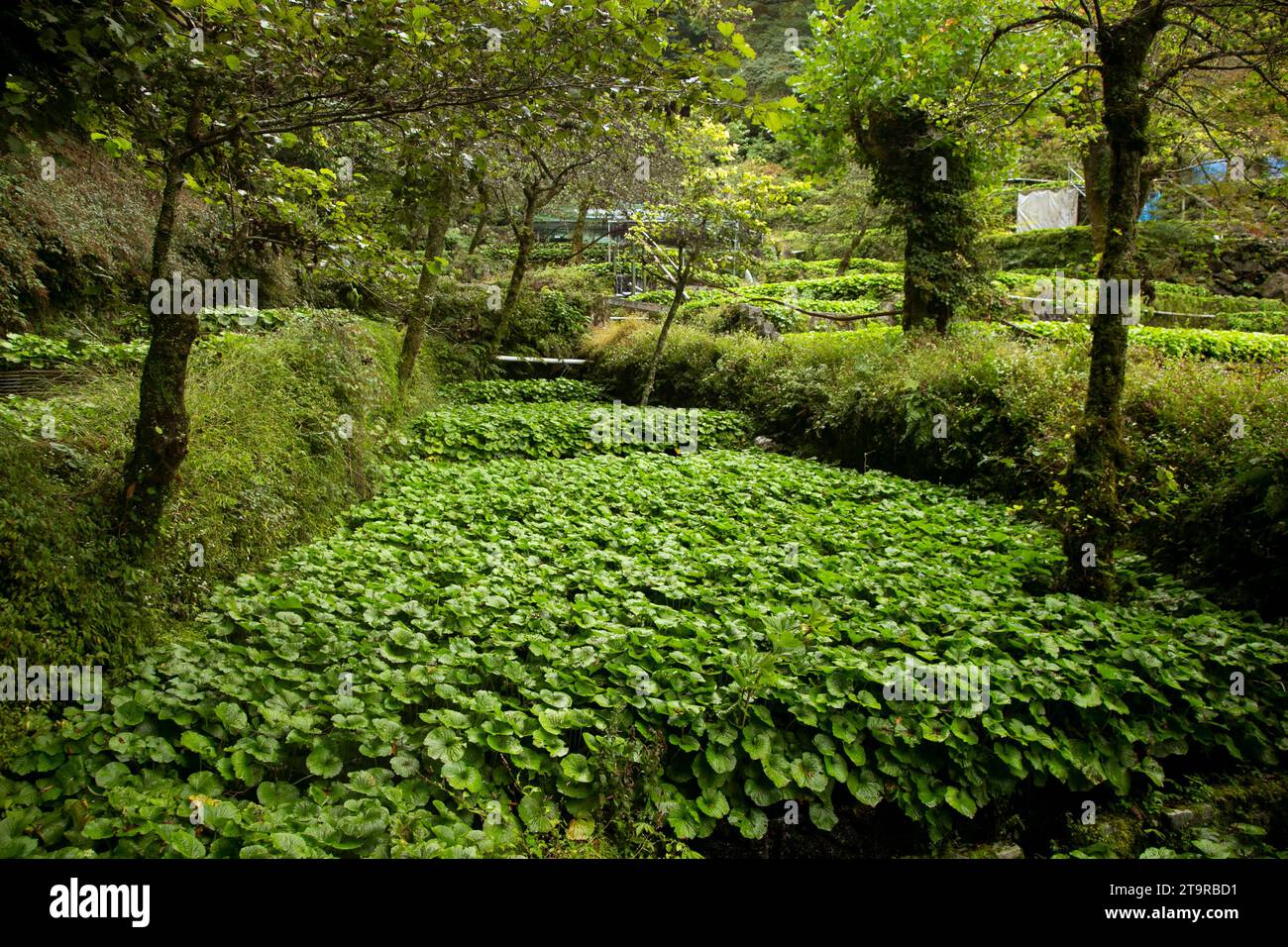 Wasabi farm. Fresh and organic Wasabi in fields and terraces in Idakaba ...