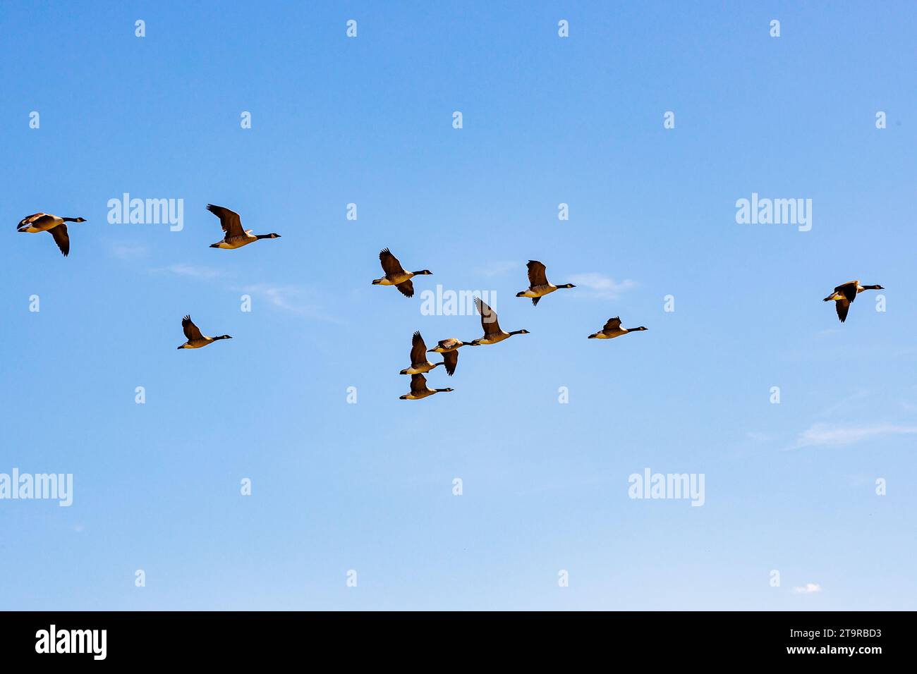 Group of Canadian geese flying against blue sky in V formation, over ...