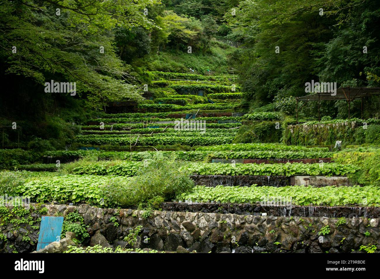 Wasabi farm. Fresh and organic Wasabi in fields and terraces in Idakaba ...