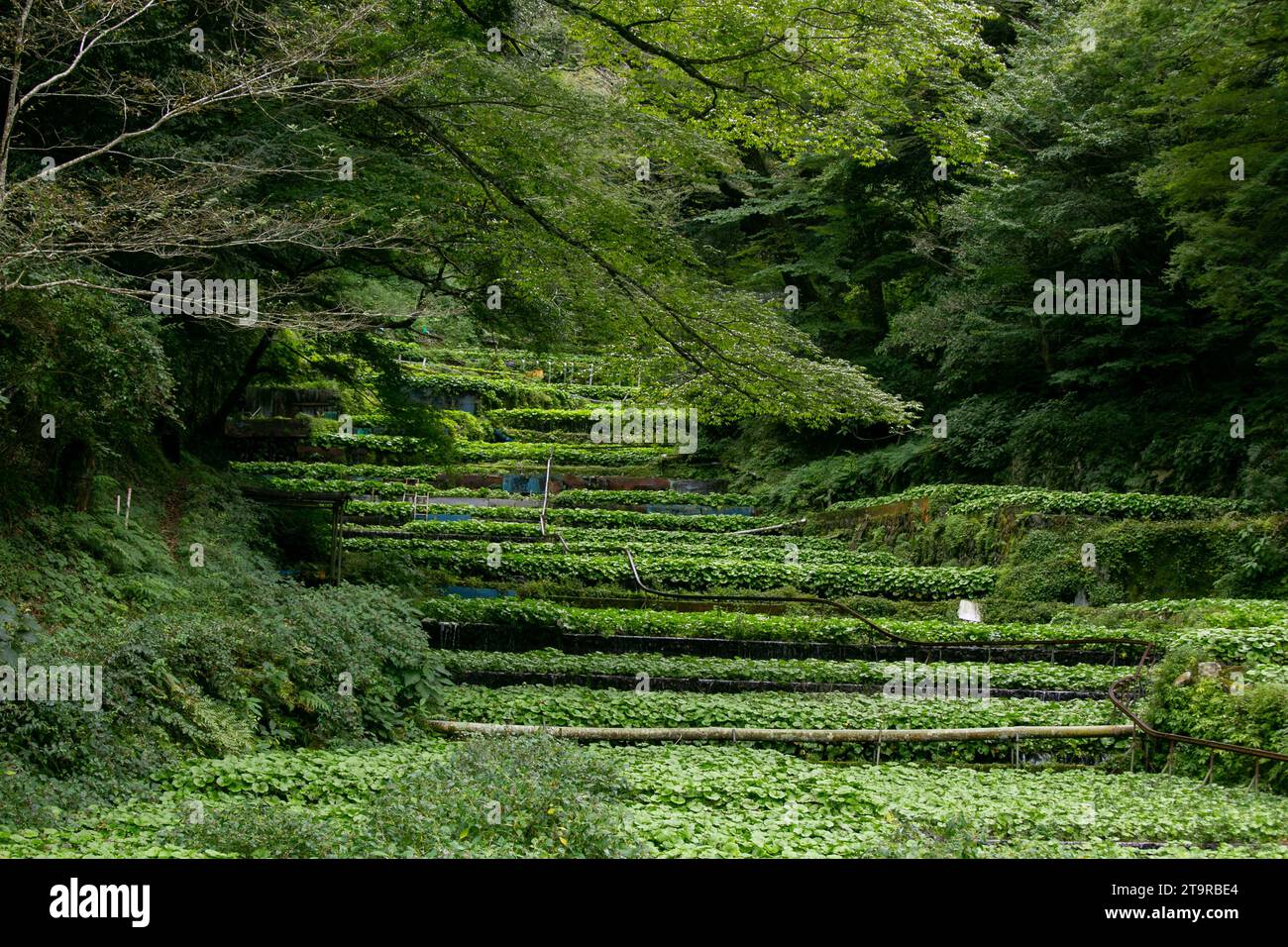 Wasabi farm. Fresh and organic Wasabi in fields and terraces in Idakaba ...