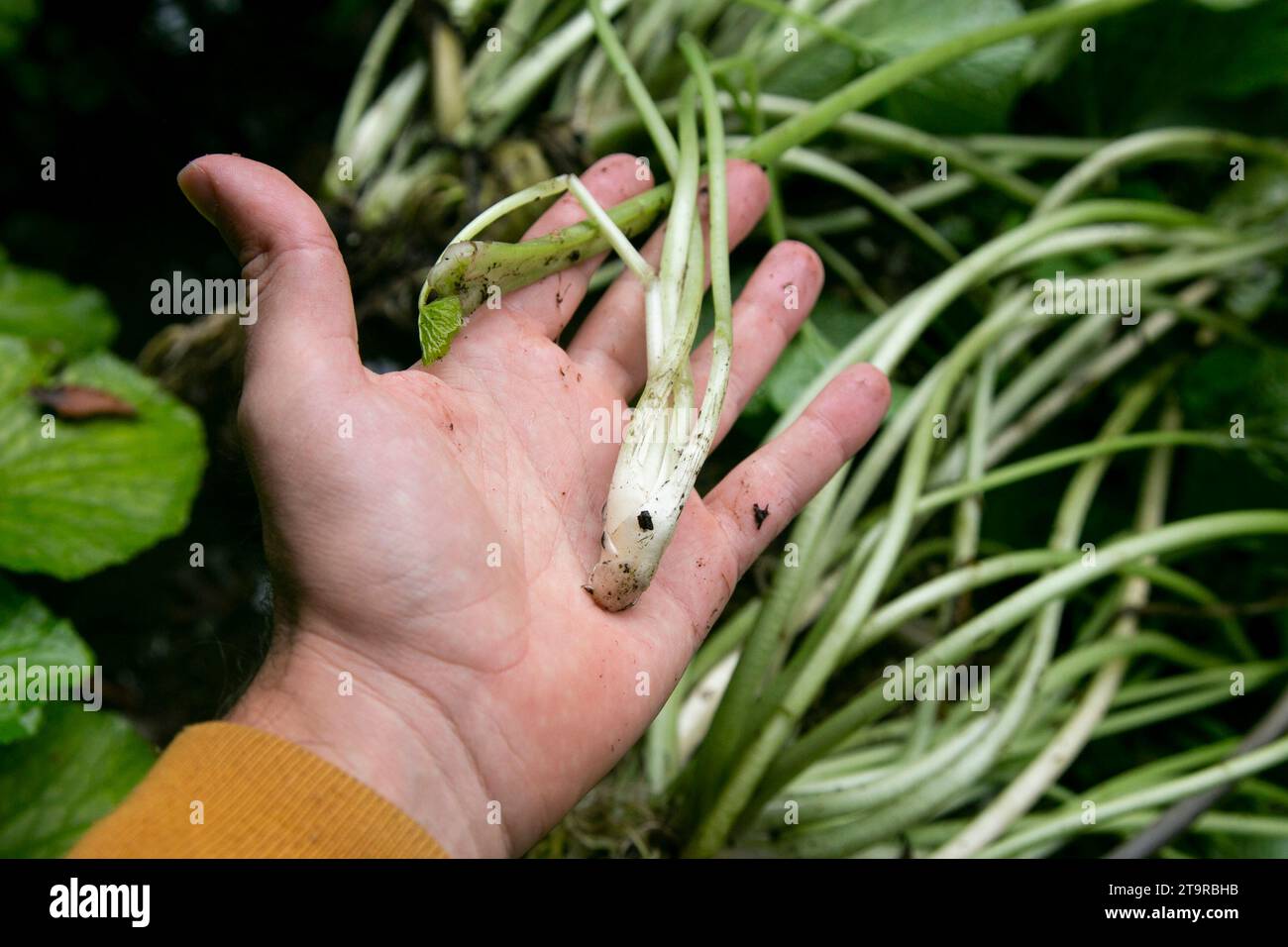 Wasabi plant stems. Organic and fresh Wasabi root in a farm in Shizuoka ...