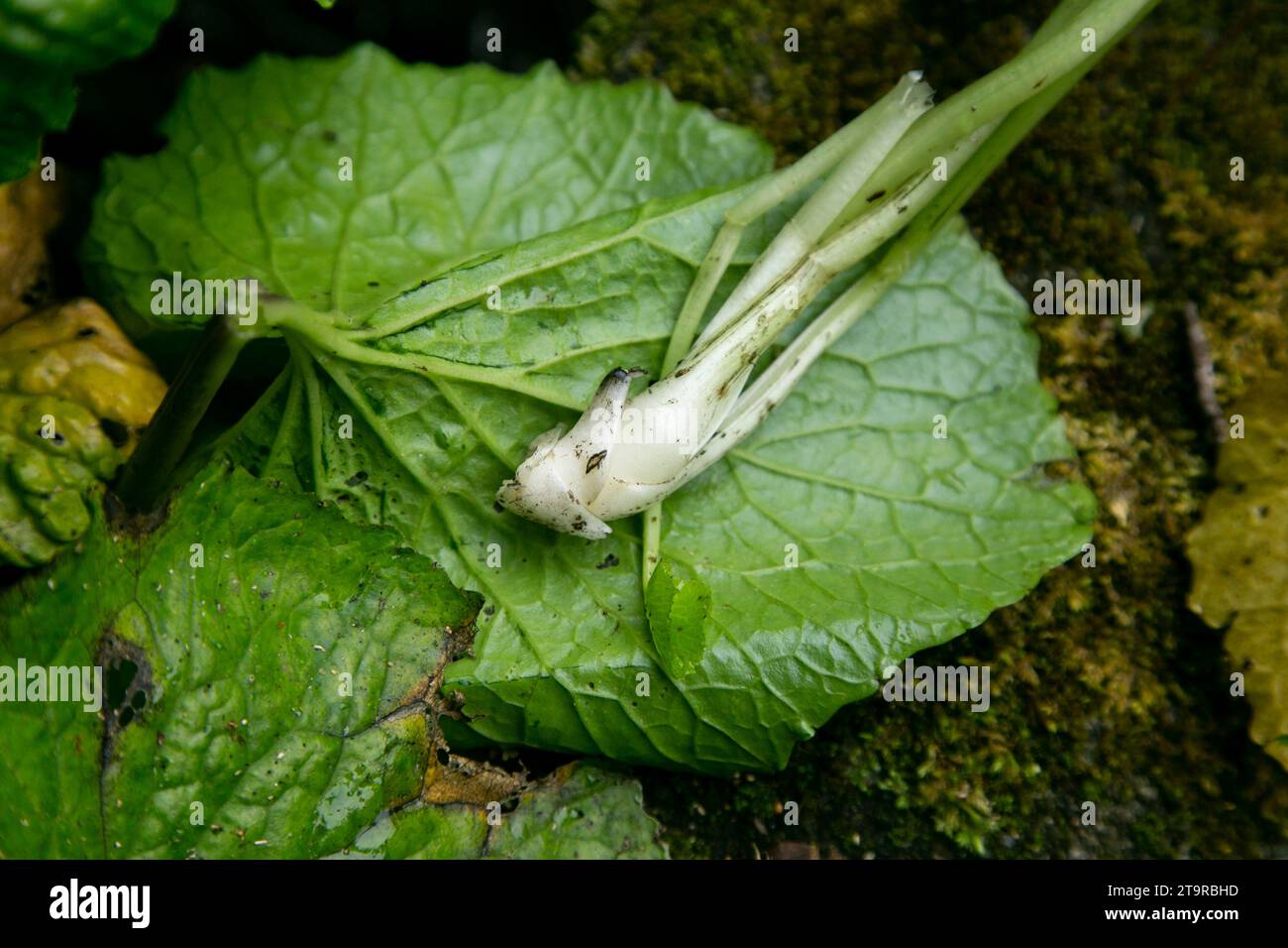 Wasabi plant stems. Organic and fresh Wasabi root in a farm in Shizuoka ...