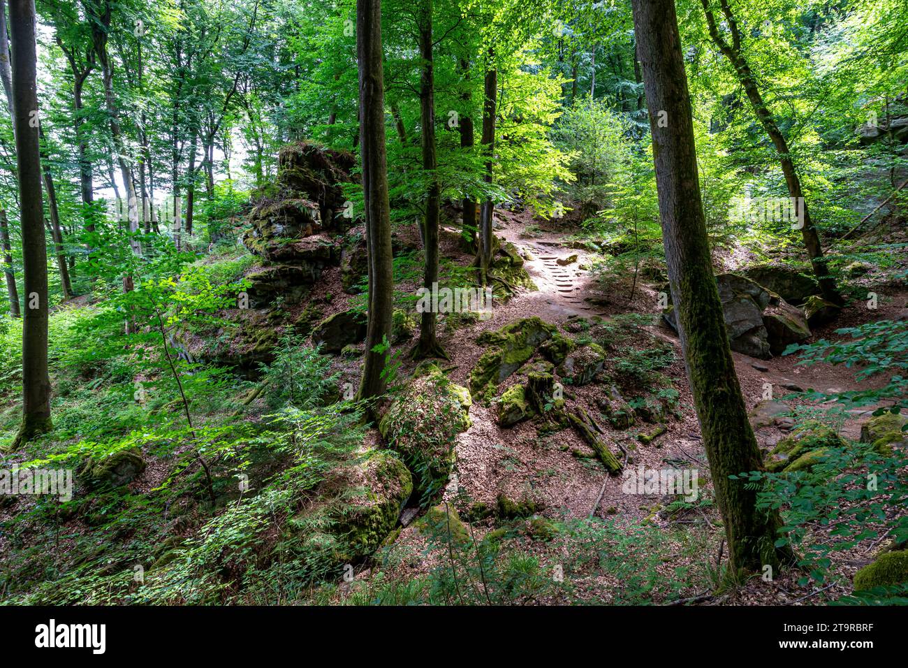 Woodland landscape among rocky slope in Teufelsschlucht nature reserve ...