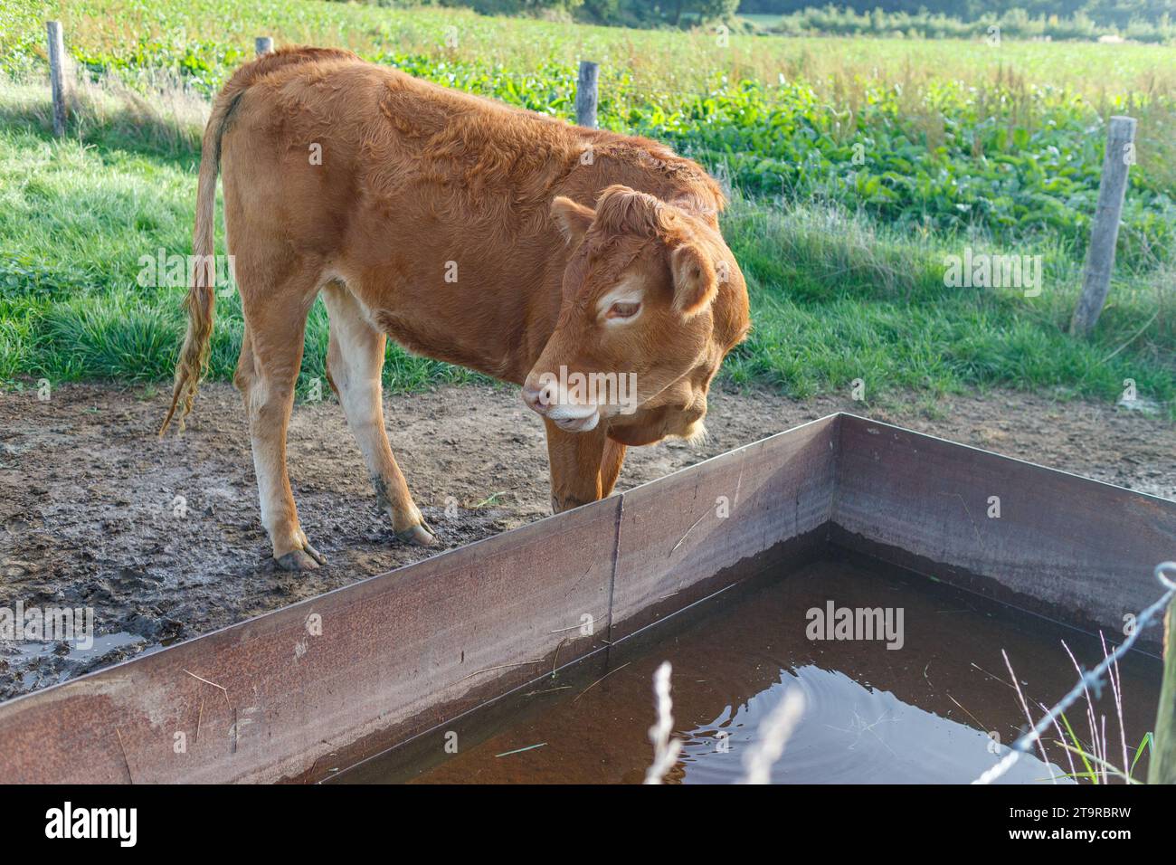Waterer water hi-res stock photography and images - Alamy