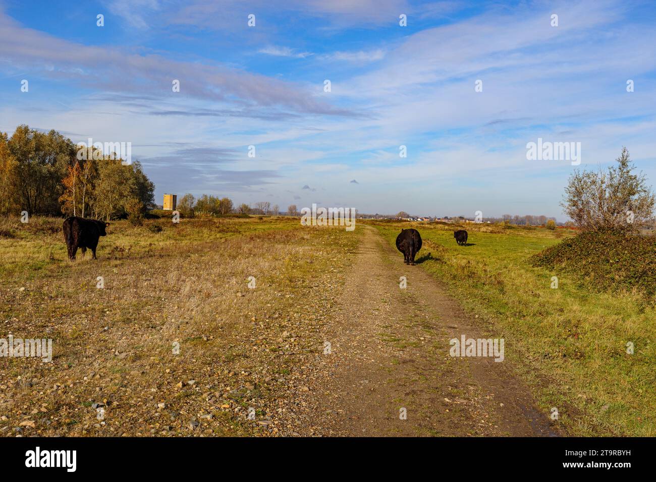 Three Galloway cows walking and grazing on dirt road between field ...