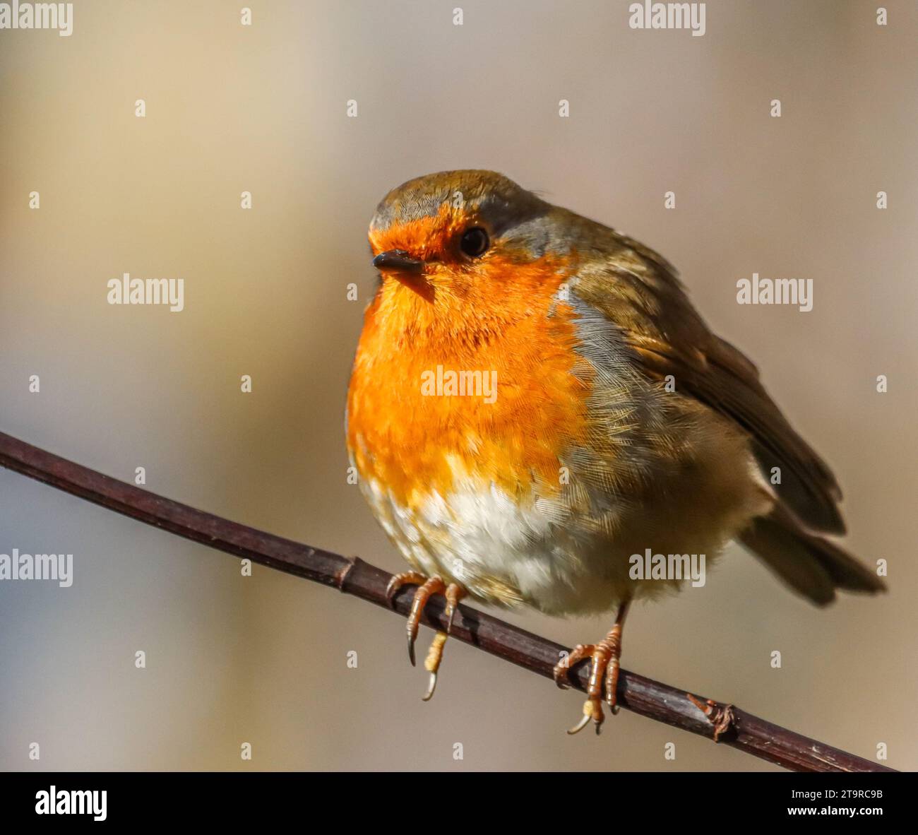 Robin looking directly into camera hi-res stock photography and images ...