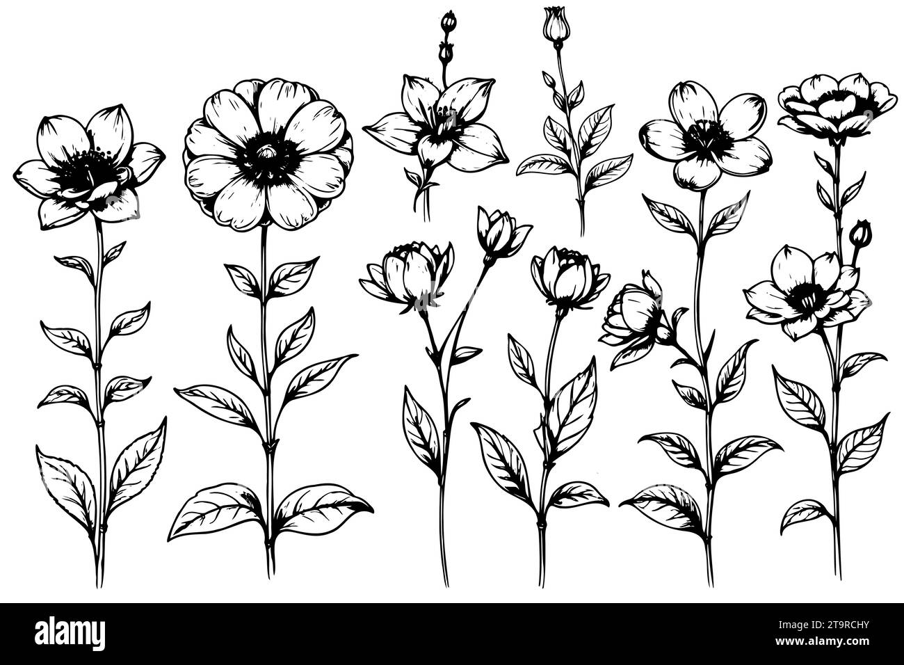 Hand drawn plants set sketch wild flowers and leaves Stock Vector Image ...