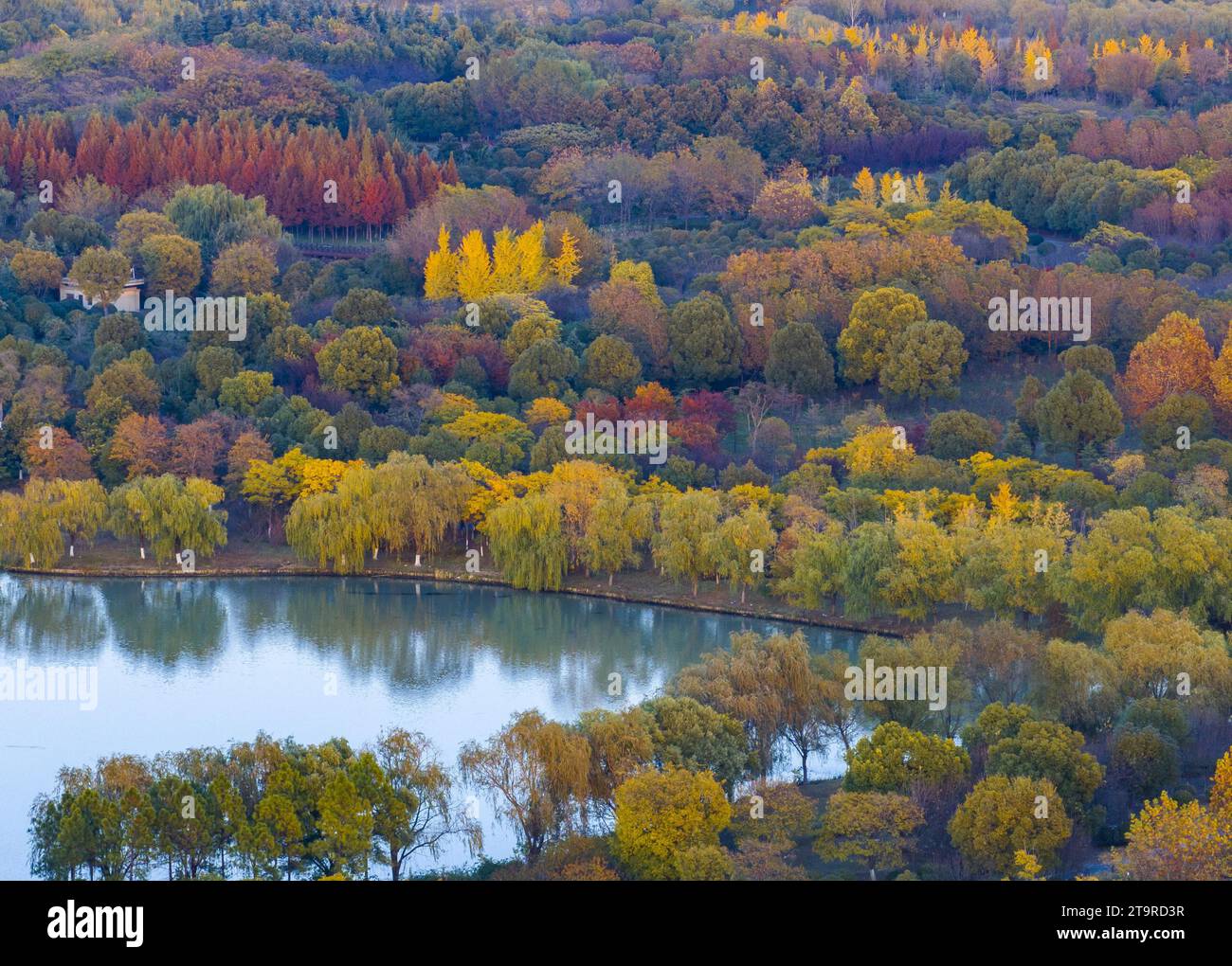 Aerial photo shows the early winter scenery of a forest park in Huai'an ...