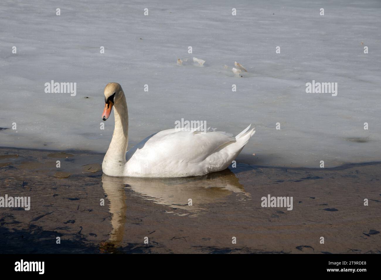 photo, the elegance of a swan is on full display as it gracefully ...