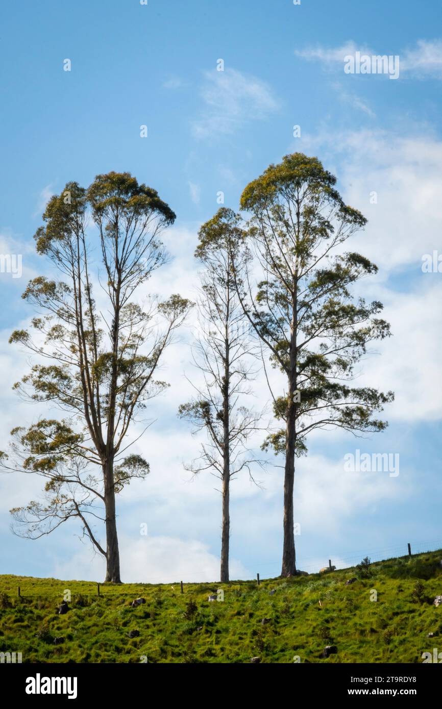 Trees on hilltop, near Te Puke, Bay of Plenty, North Island, New ...