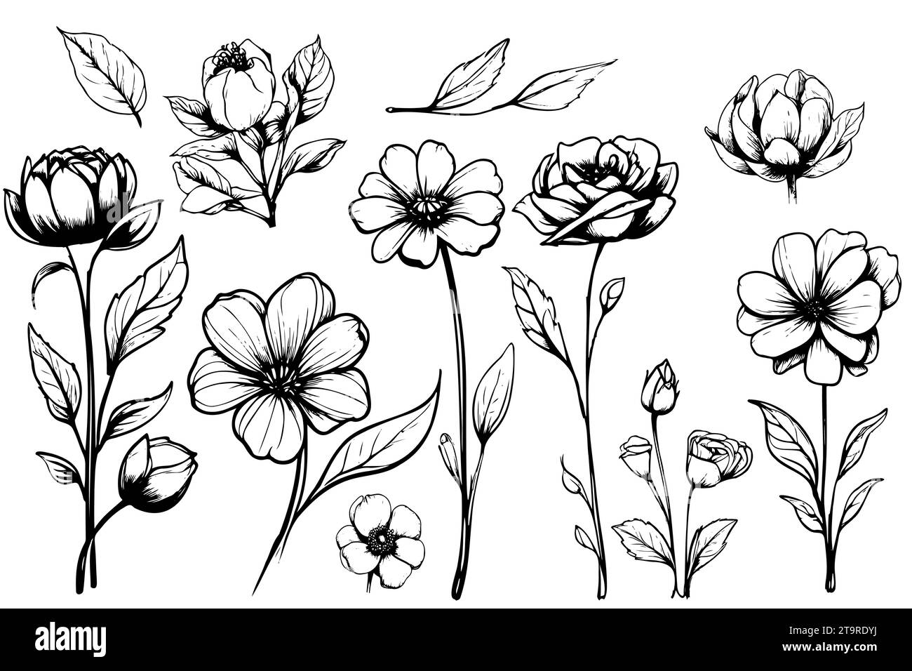 Collection hand drawn plants. Botanical set of sketch flowers and ...