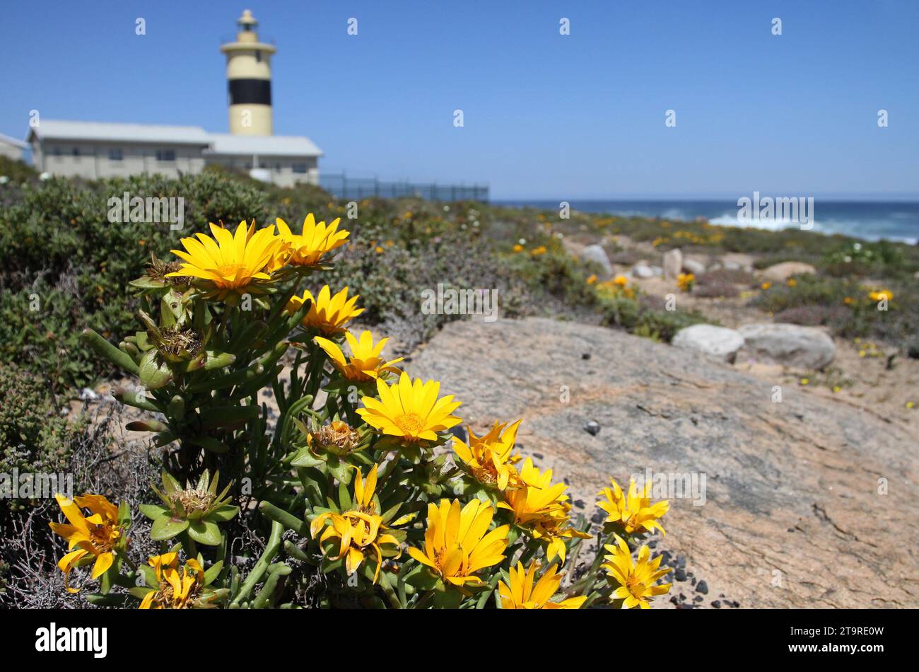 Wild flowers with a lighthouse in the distance Stock Photo - Alamy