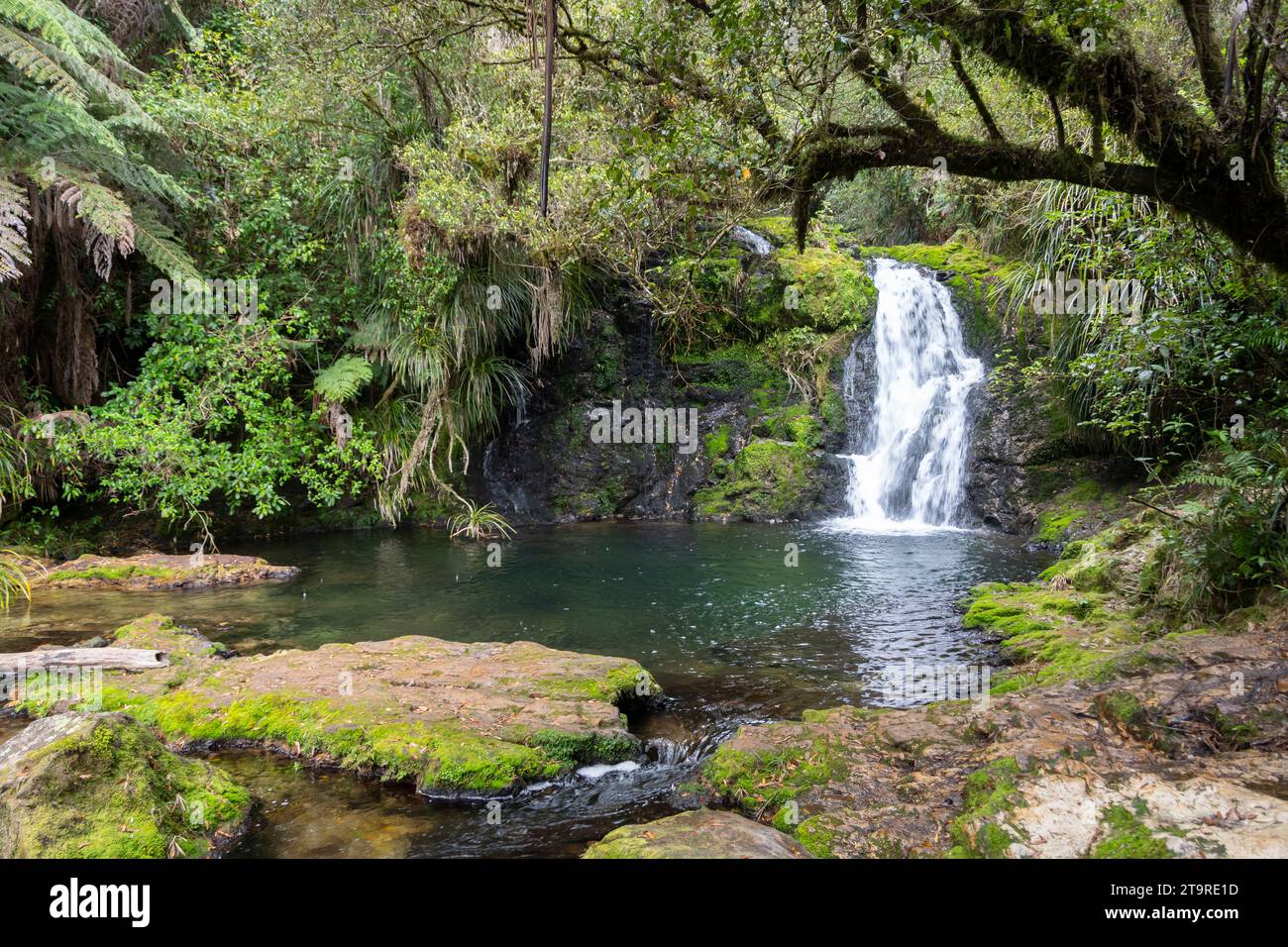 Whataroa Falls, Otanewainuku Forest, near Te Puke, Bay of Plenty, North ...