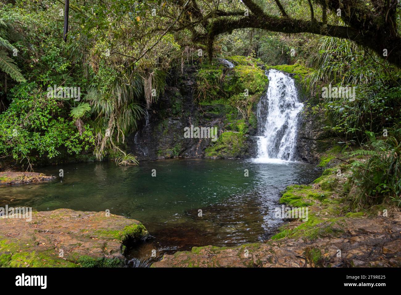 Whataroa Falls, Otanewainuku Forest, near Te Puke, Bay of Plenty, North ...