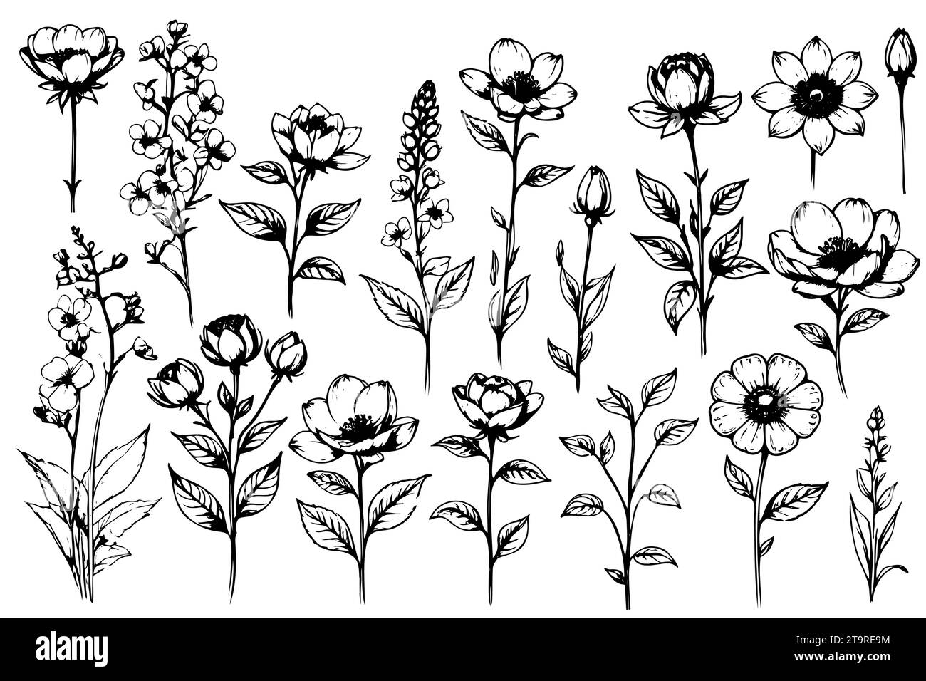 Hand drawn plants set sketch wild flowers and leaves Stock Vector Image ...