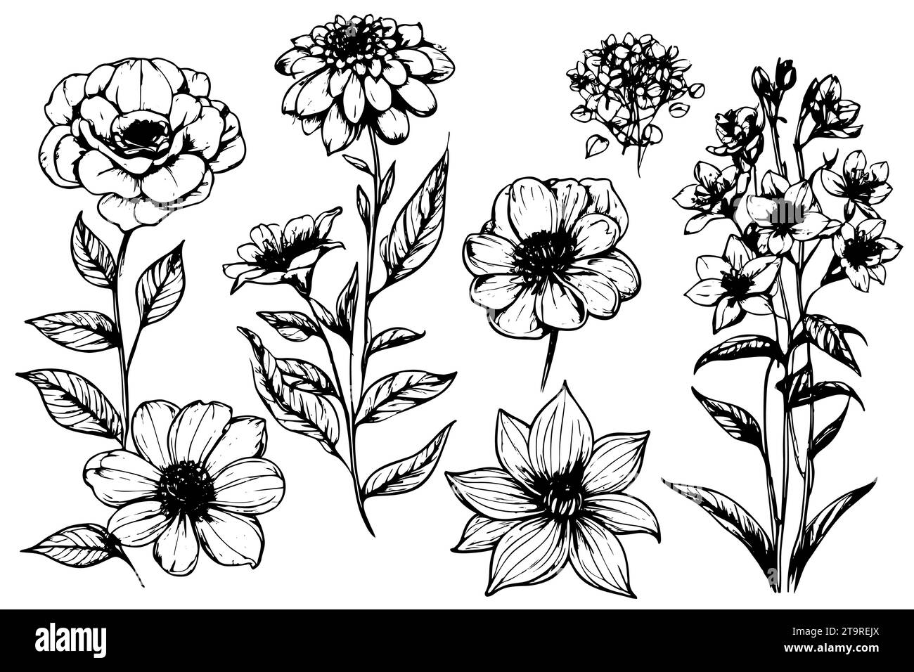 Collection hand drawn plants. Botanical set of sketch flowers and ...