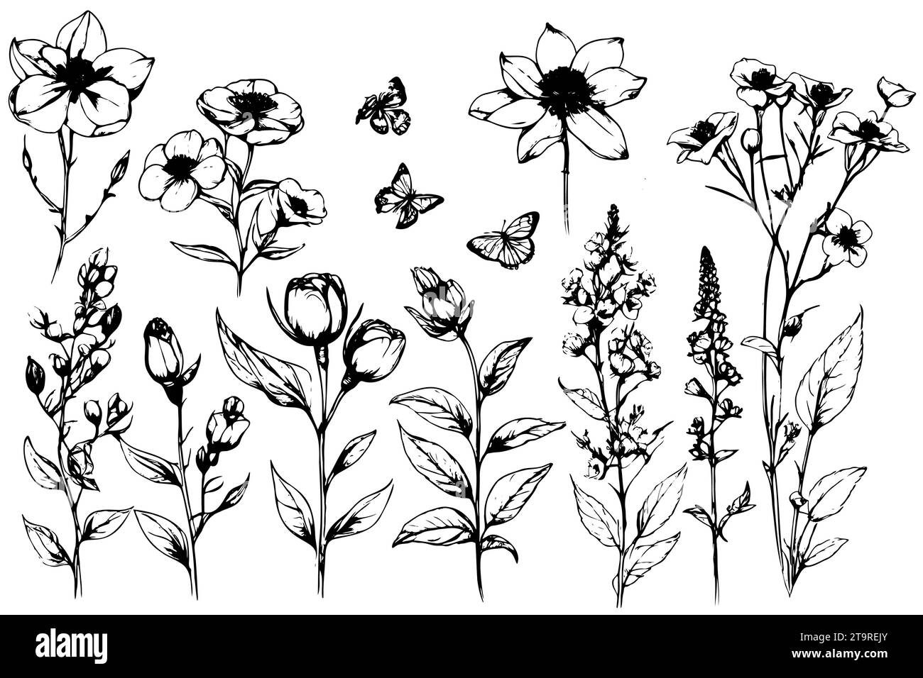 Hand drawn plants set sketch wild flowers and leaves Stock Vector Image ...