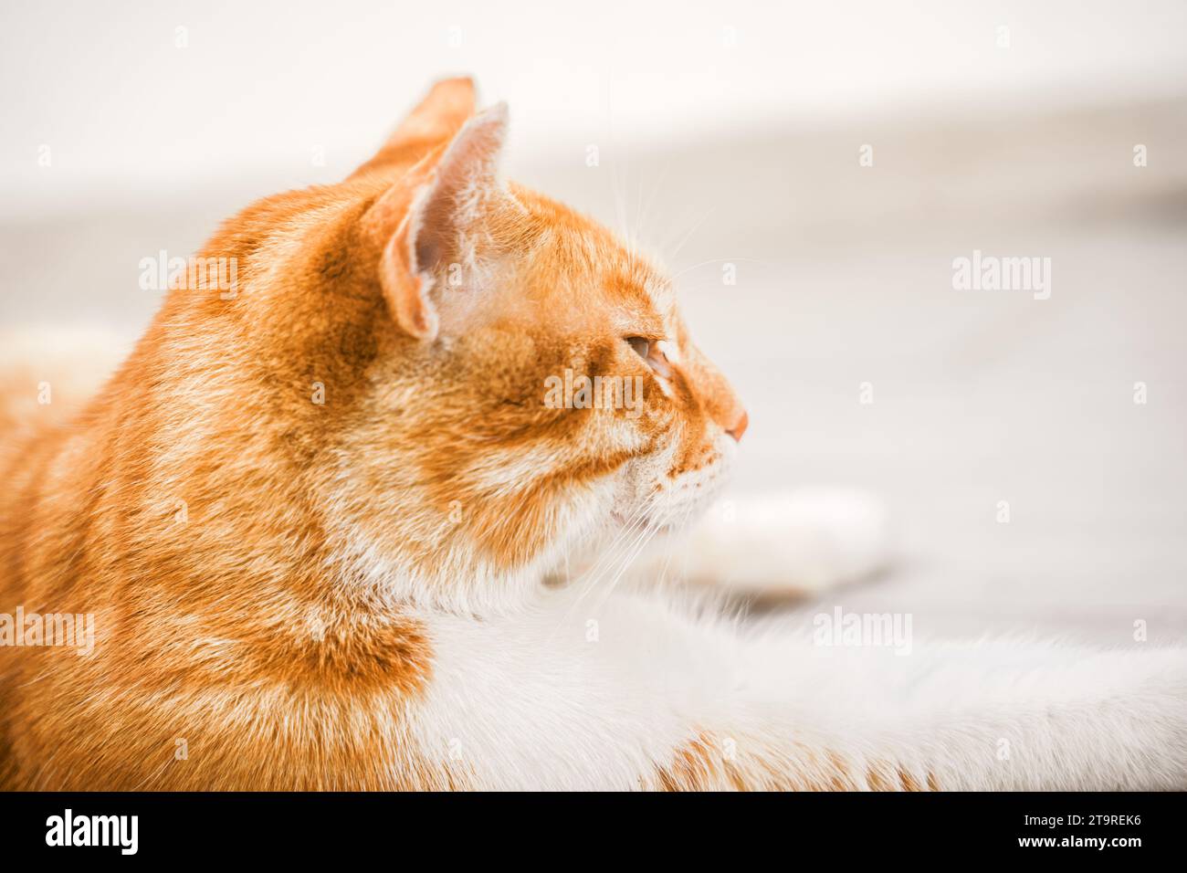 Big red tabby homeless surviving cat. Beautiful animal seek shelter ...