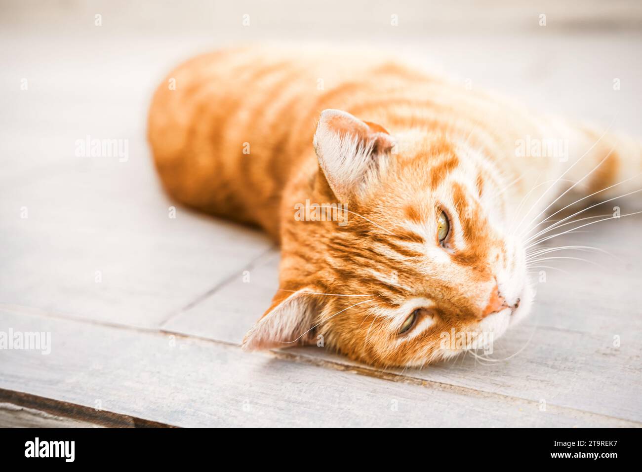 Big red tabby homeless surviving cat. Beautiful animal seek shelter ...