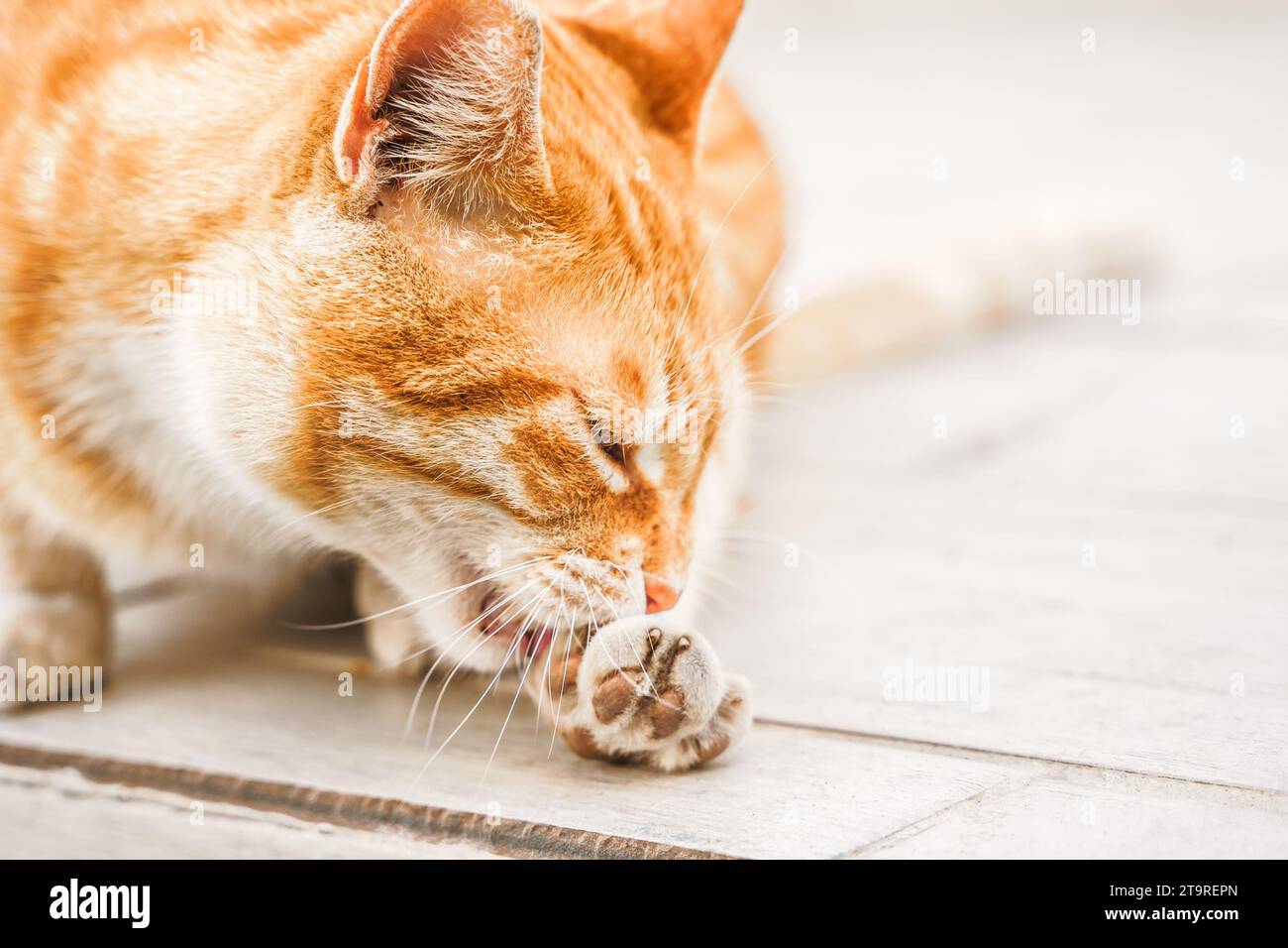 Big red tabby homeless surviving cat. Beautiful animal seek shelter ...