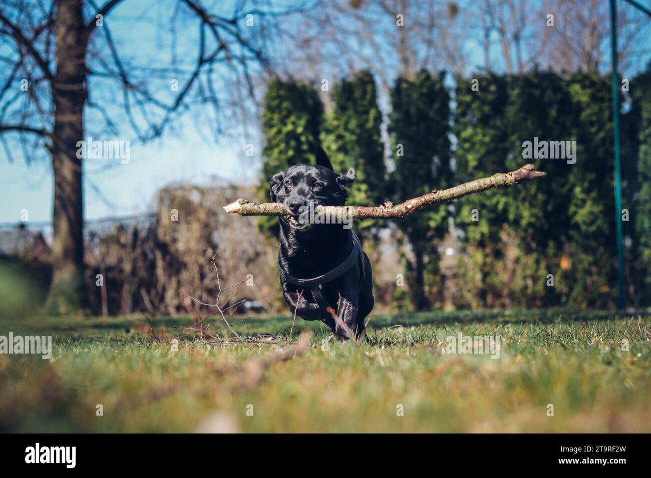 Branch fetching hi-res stock photography and images - Alamy