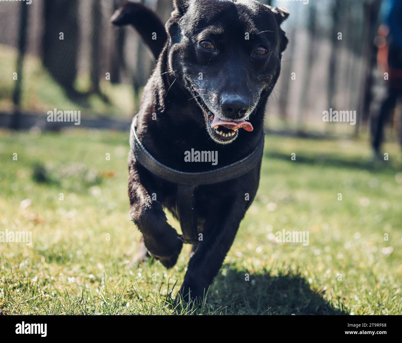 Male labrador retriever hi-res stock photography and images - Alamy