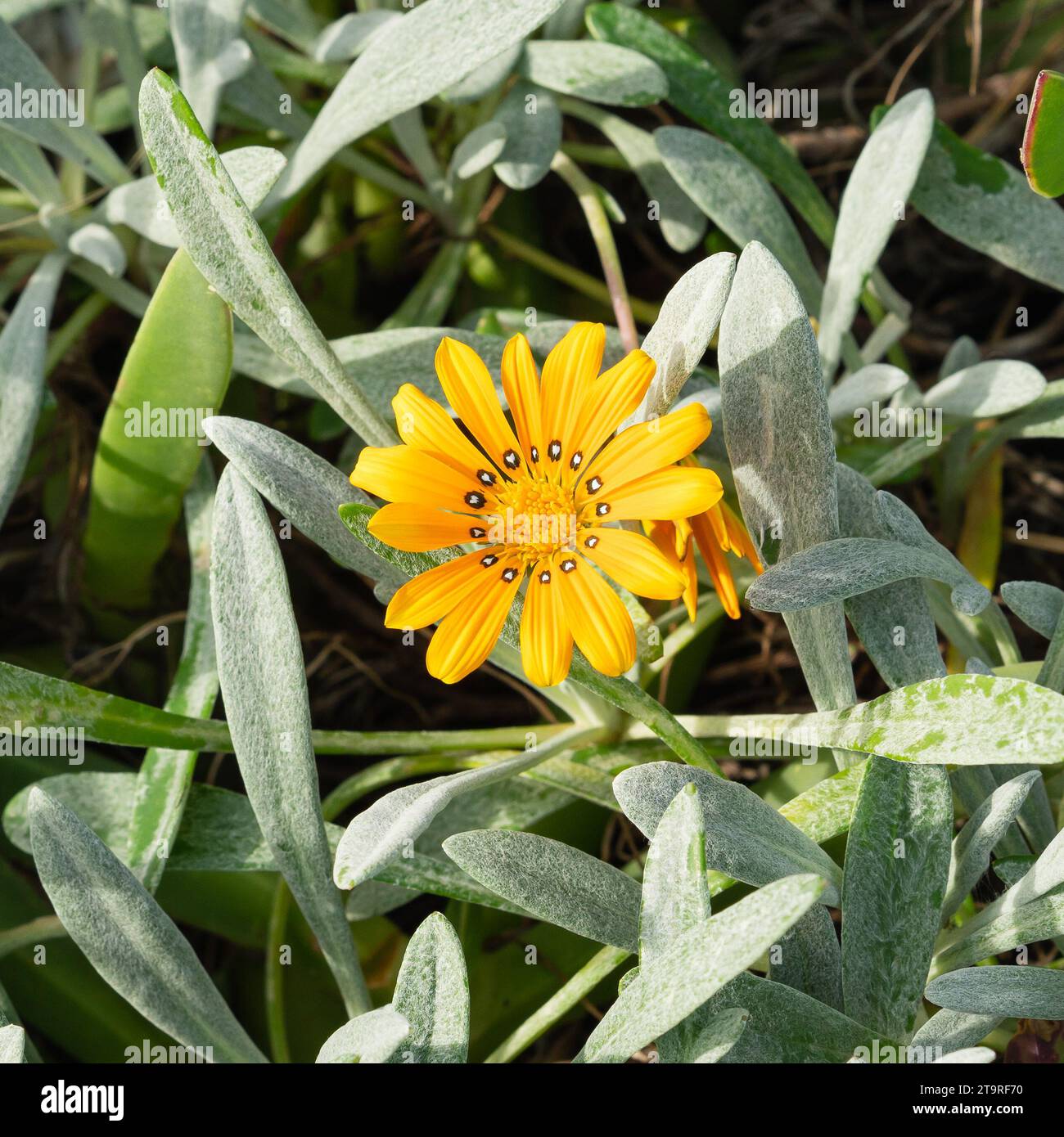 Treasure Flower also known as Gazania Ringens. Beautiful yellow flower ...