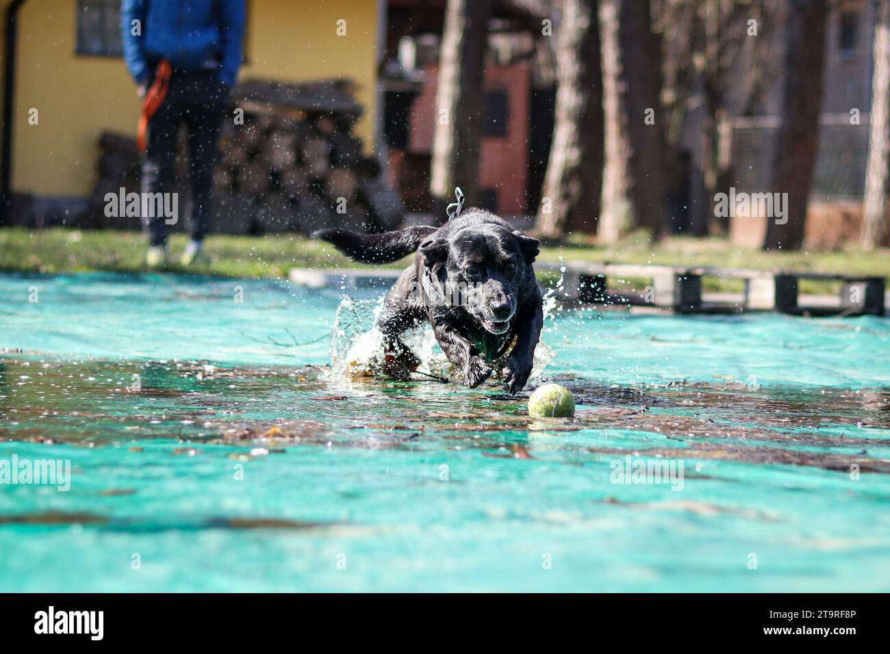 Black dog crossed with a Labrador retriever runs for a thrown ball into ...