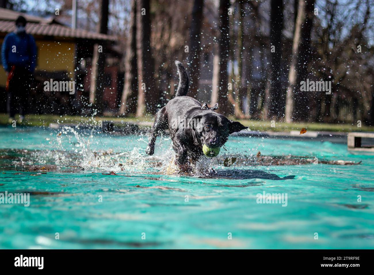 Black dog crossed with a Labrador retriever runs for a thrown ball into ...