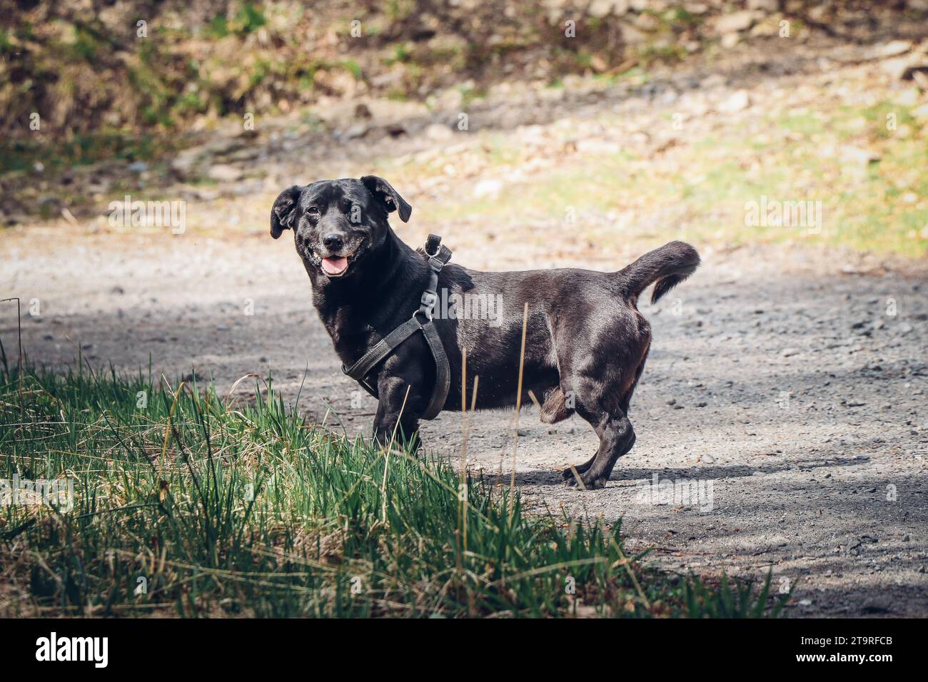 Black dog crossed with a Labrador Retriever running around the garden ...