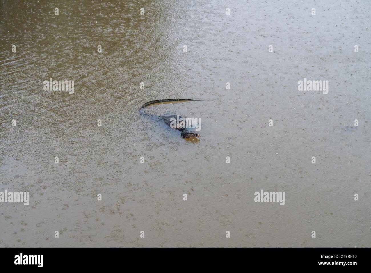 Surat Thani, Thailand. 27th Nov, 2023. A water monitor lizard swims in the Tapi River during ...