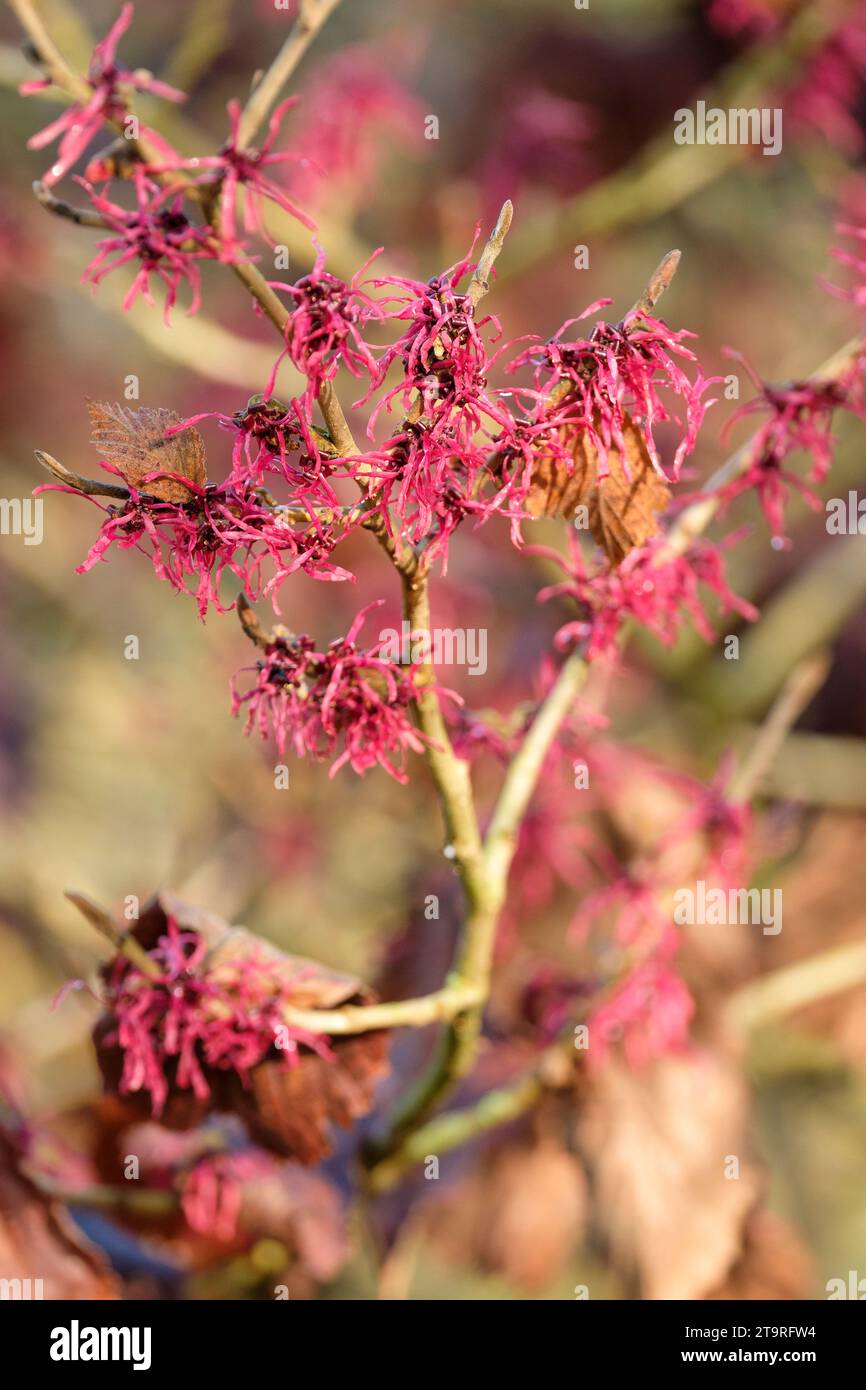 Hamamelis × intermedia Livia, witch hazel Livia,, Deciduous shrub Stock ...