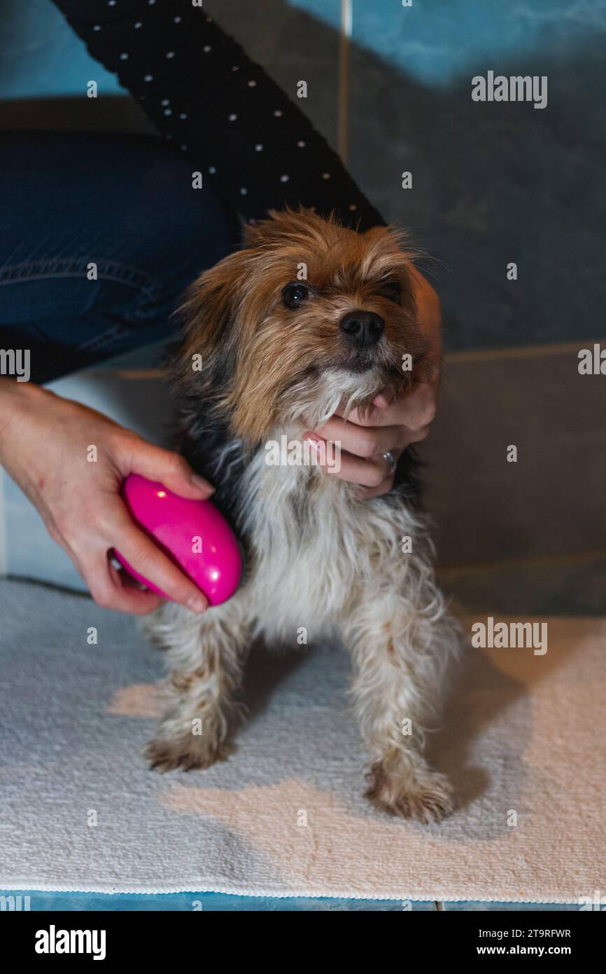 Cute expression of a wet Yorkshire Terrier after a bath. A woman combs ...