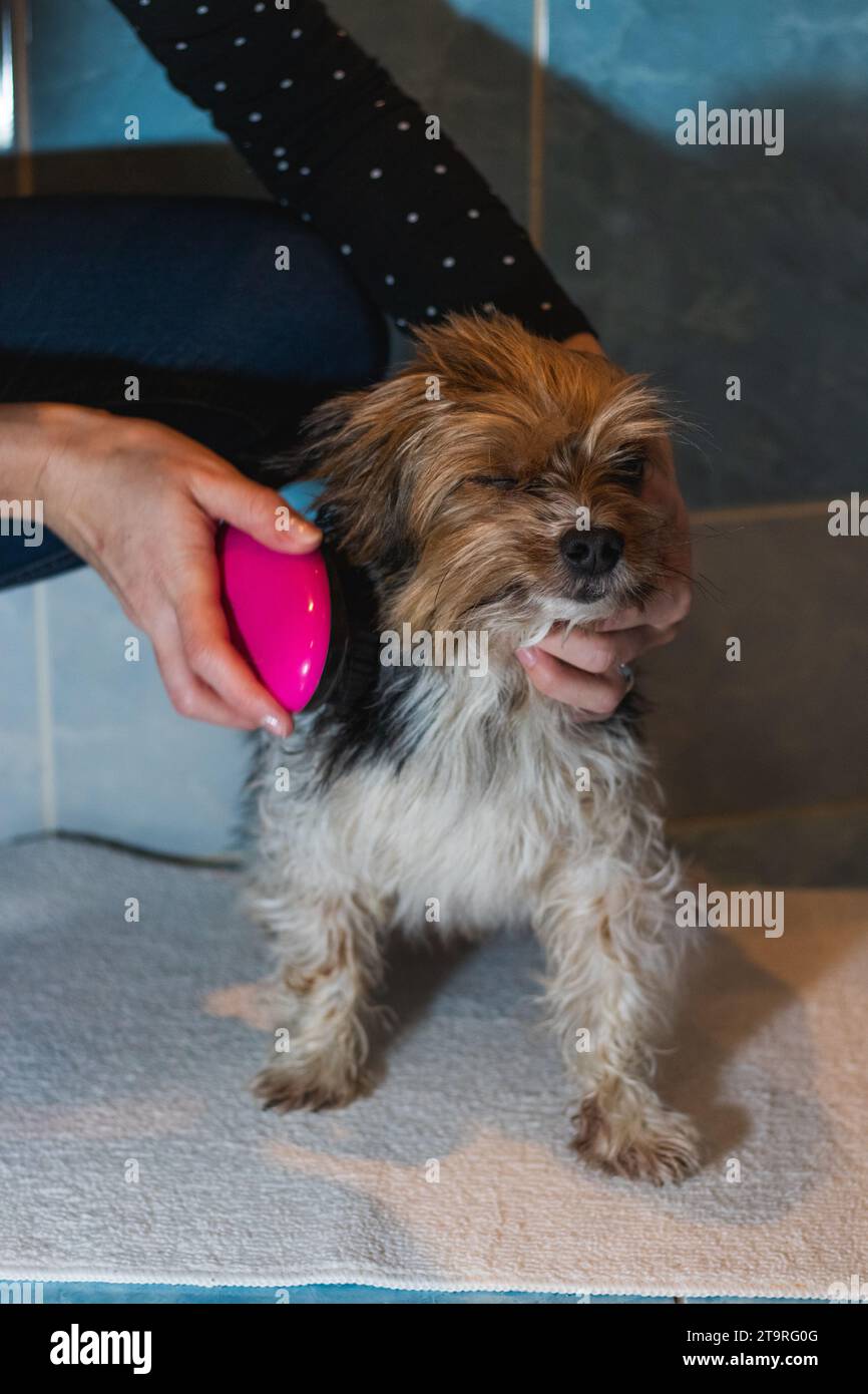 Cute expression of a wet Yorkshire Terrier after a bath. A woman combs ...