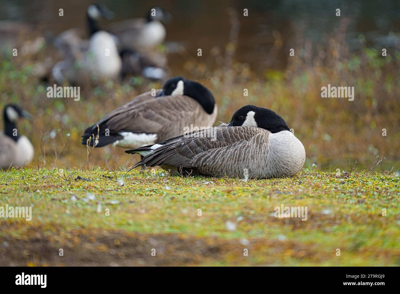 A Canadian goose sitting with head turned on its back resting in a lush ...