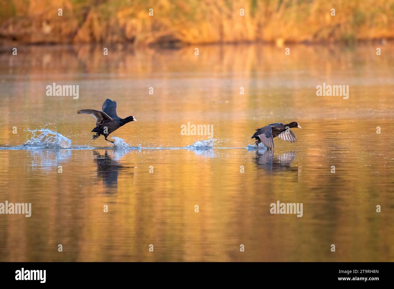 The birds chase one another CHANDIGARH, INDIA HILARIOUS IMAGES of a ...