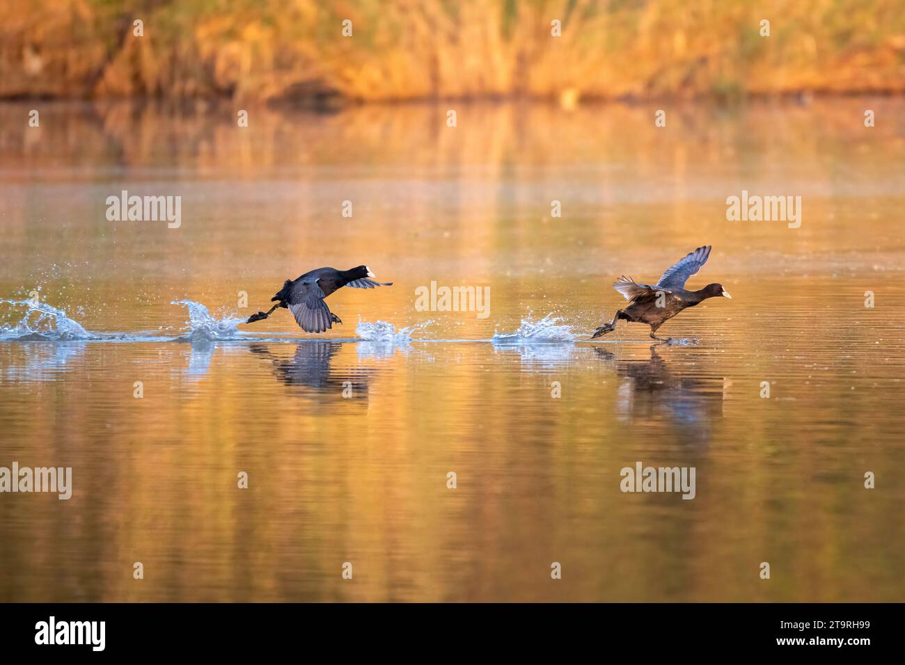 The birds run on the water CHANDIGARH, INDIA HILARIOUS IMAGES of a pair ...