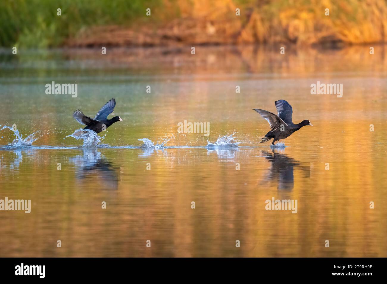 The birds enjoy a game of chasing CHANDIGARH, INDIA HILARIOUS IMAGES of ...