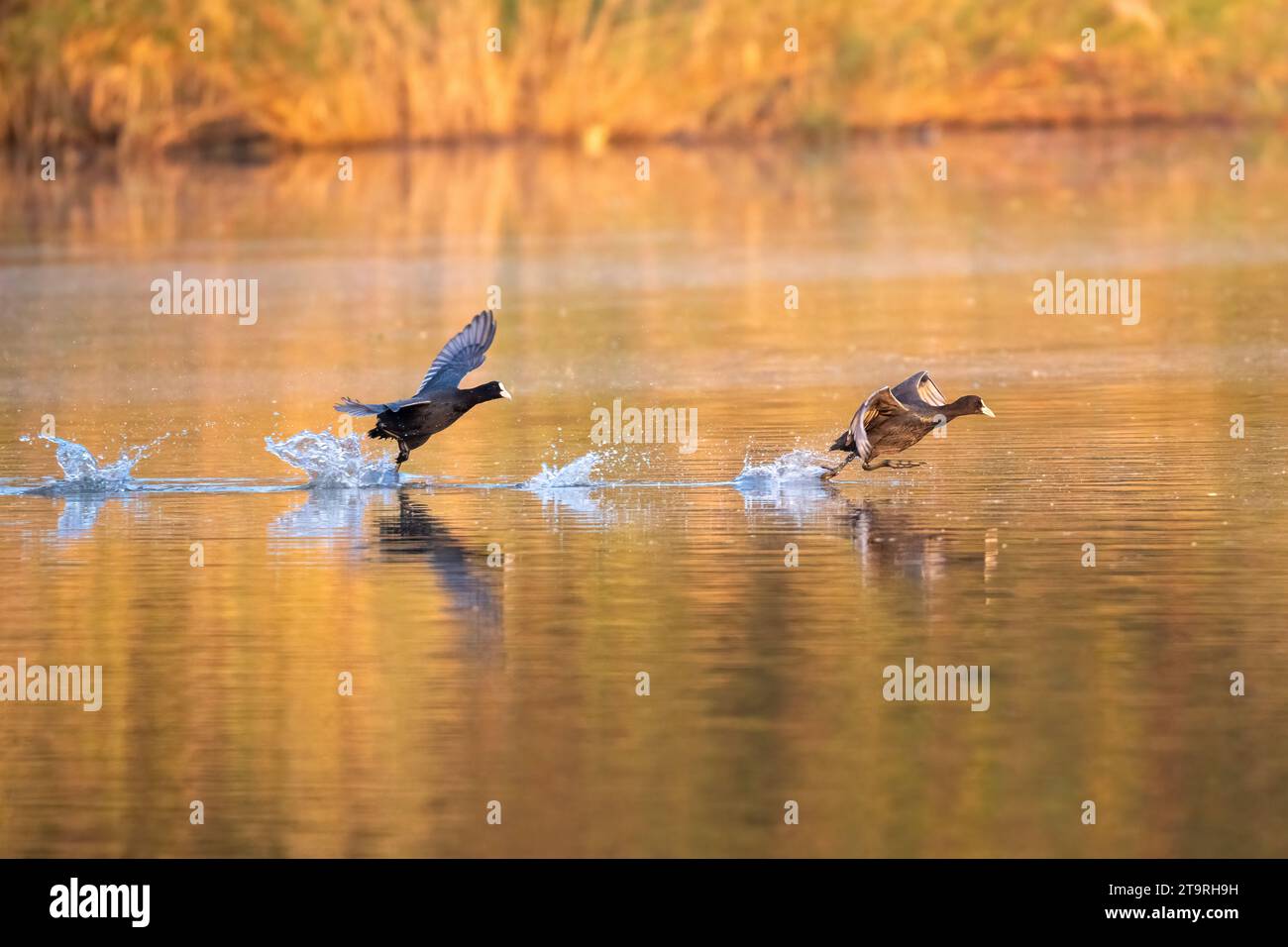 The joyful birds run on the water CHANDIGARH, INDIA HILARIOUS IMAGES of ...