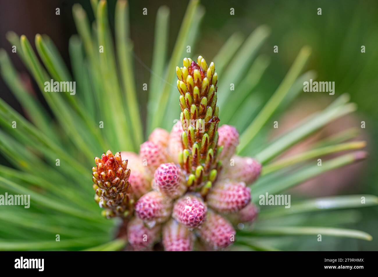 Cone flower closeup hi-res stock photography and images - Alamy