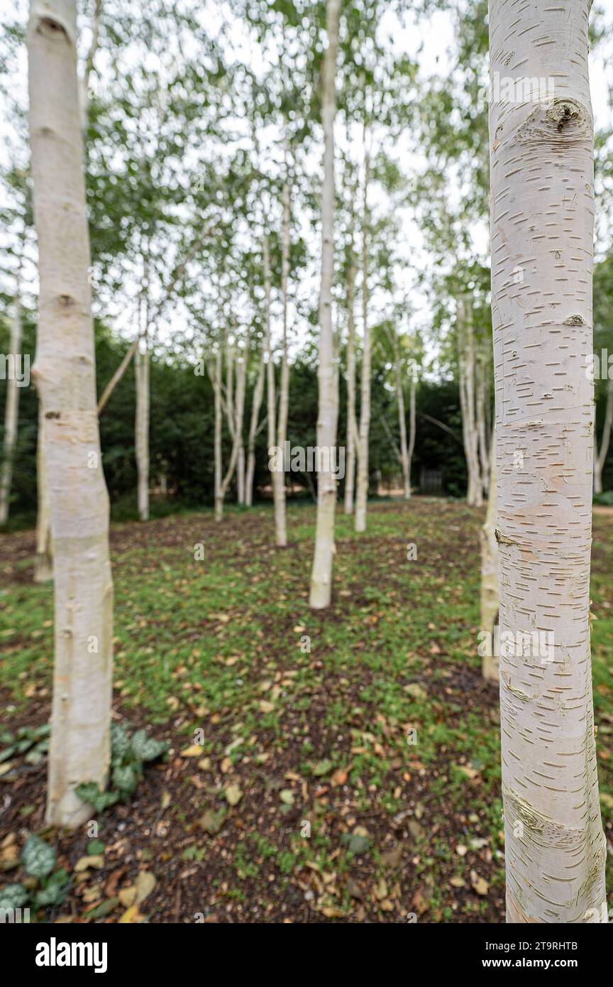 Silver Birches at Anglesey Abbey Garden, Cambridgeshire, England Stock ...